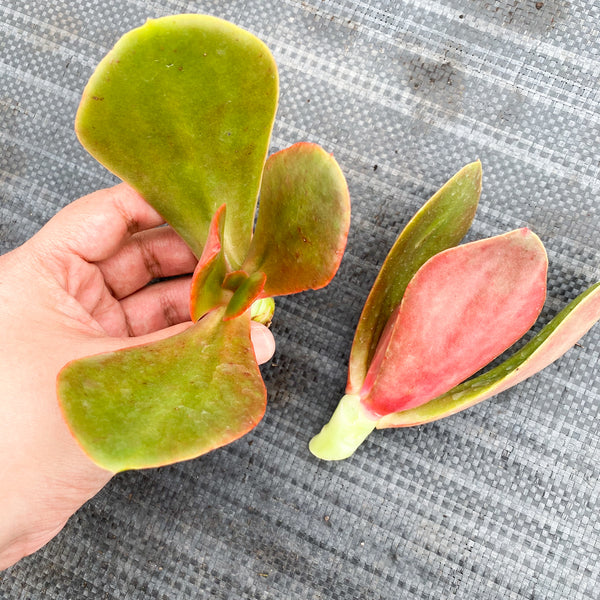 Echeveria 'Fireball' (1 x CUTTING) – LET LOVE GROW (Succulent & Cactus)