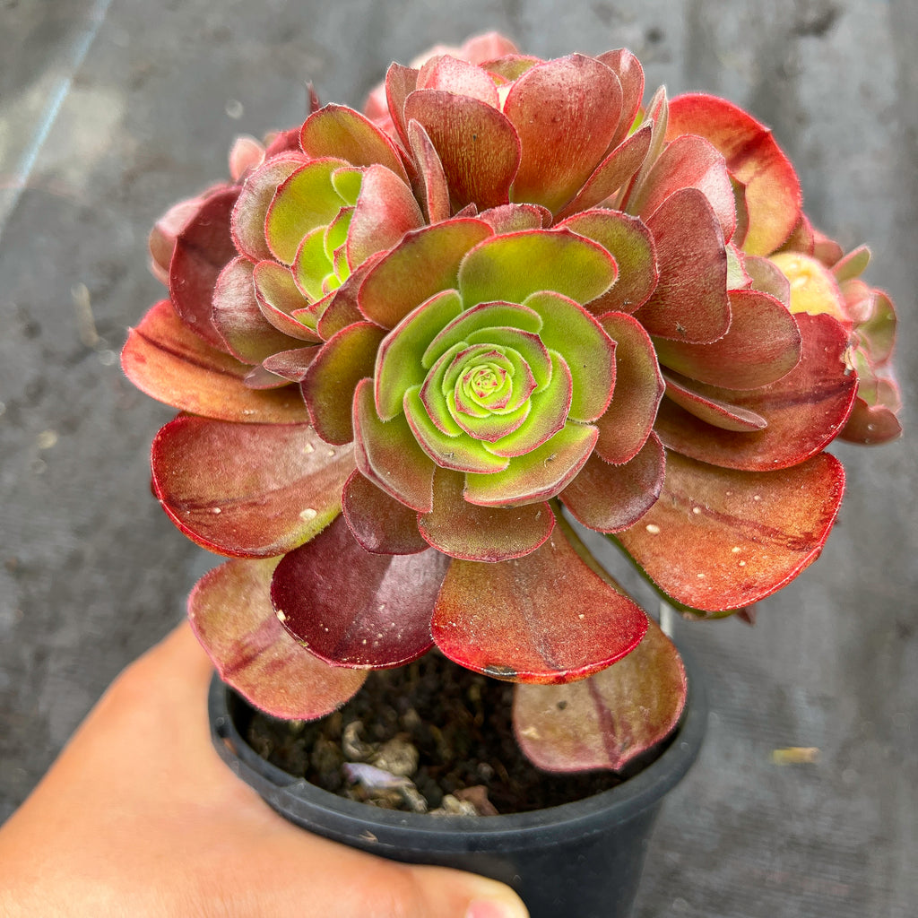 Aeonium 'Madeira Rose' (1 X CUTTING) – LET LOVE GROW (Succulent & Cactus)