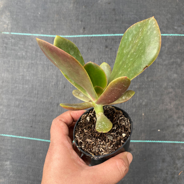 Echeveria 'Fireball' (1 x CUTTING) – LET LOVE GROW (Succulent & Cactus)