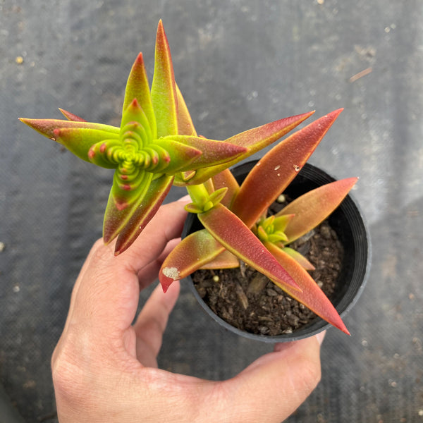 Crassula Fusca (new stock) – LET LOVE GROW (Succulent & Cactus)