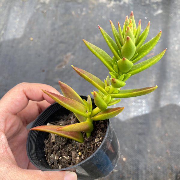 Crassula Fusca (new stock) – LET LOVE GROW (Succulent & Cactus)