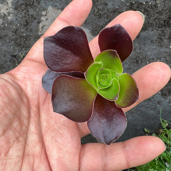 Aeonium 'Voodoo' (1x CUTTING) – LET LOVE GROW (Succulent & Cactus)