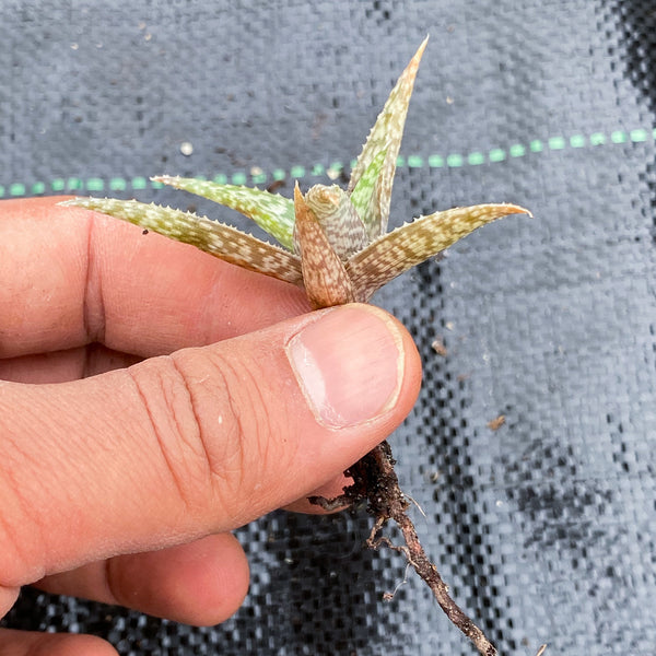 Aloe 'Silver Ridge' (1 x PUP) – LET LOVE GROW (Succulent & Cactus)