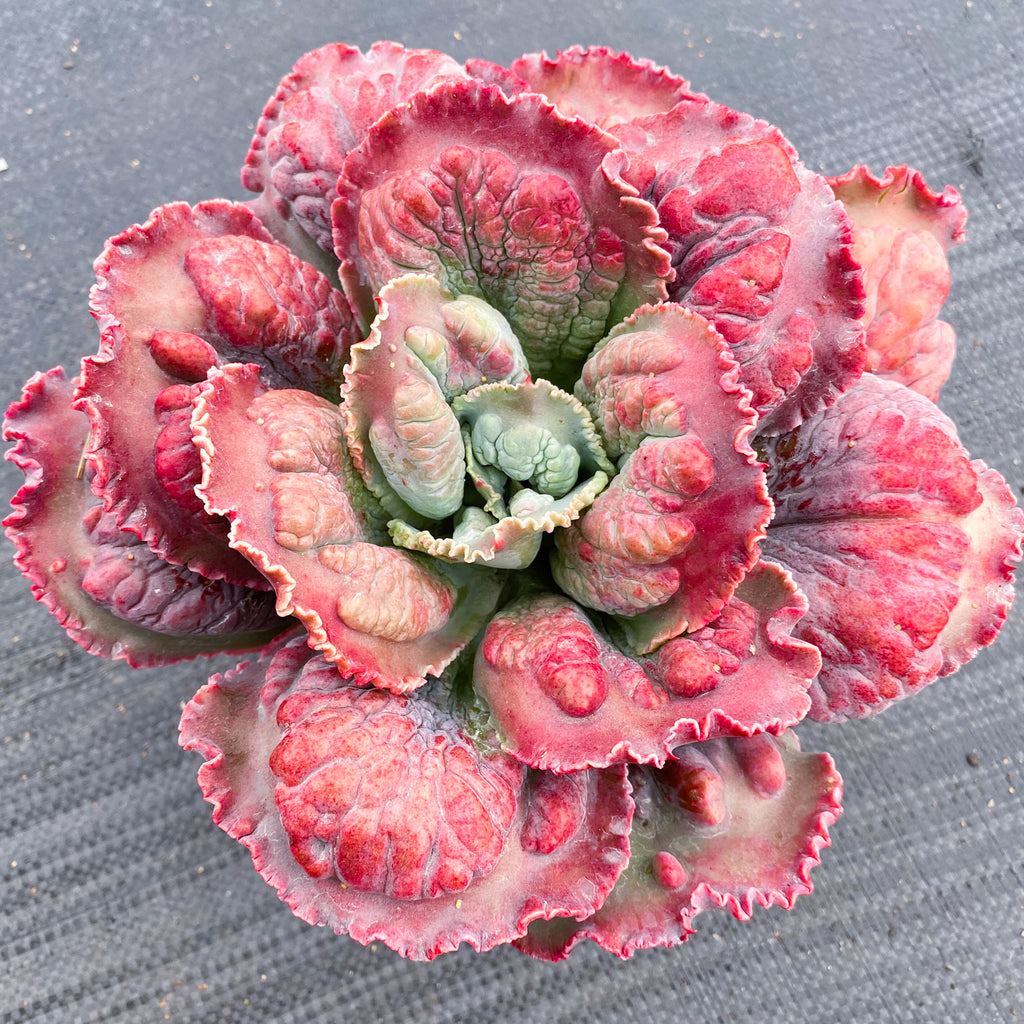 Echeveria 'Bumps' (Bump leaf ) – LET LOVE GROW (Succulent & Cactus)