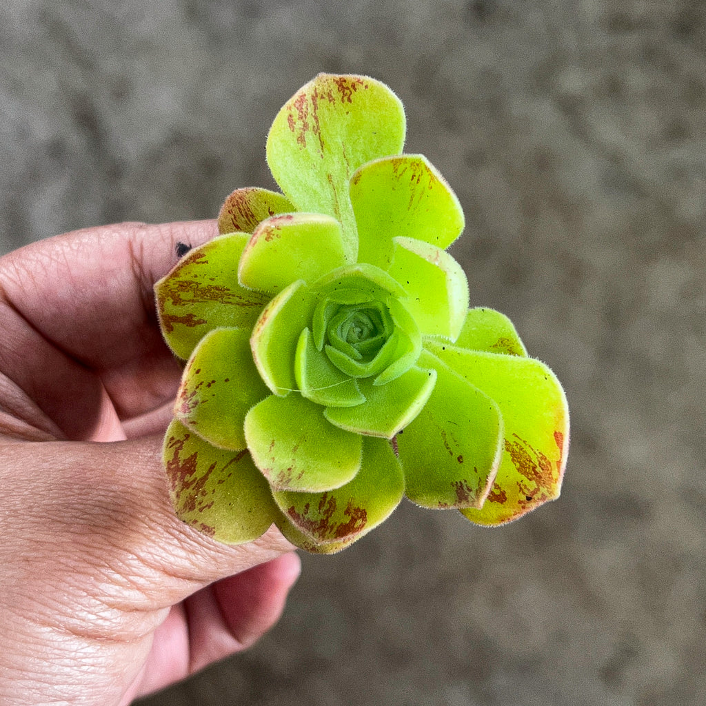 Aeonium 'Balsamiferum' (aka. Aeo. Goblin)(1x CUTTING) – LET LOVE GROW ...