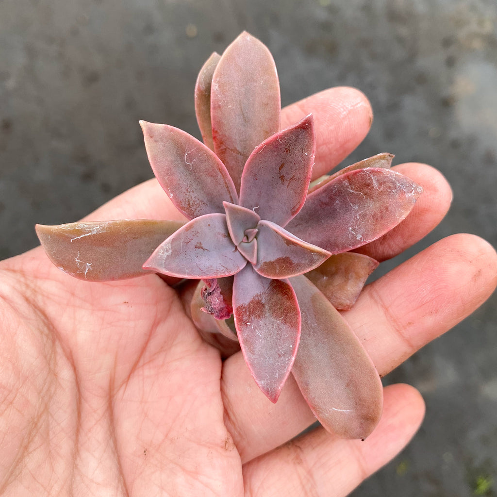 Graptoveria Fred Ives (1 x CUTTING) – LET LOVE GROW (Succulent & Cactus)