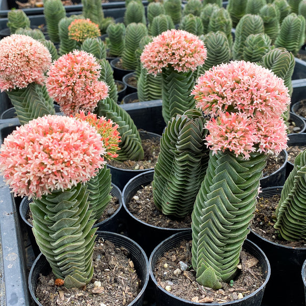 Crassula Buddha's Temple – LET LOVE GROW (Succulent & Cactus)