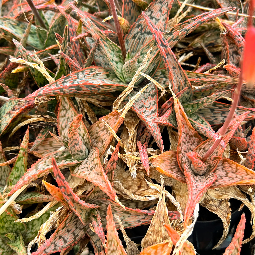 Aloe cv. 'Pink Blush' (1 x PUP) – LET LOVE GROW (Succulent & Cactus)