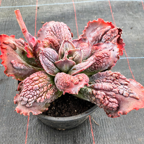 Echeveria 'Bumps' (Bump leaf ) – LET LOVE GROW (Succulent & Cactus)
