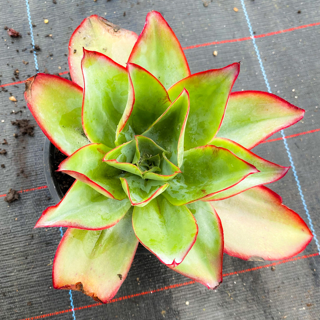 Echeveria Subrigida 'Fire and Ice' – LET LOVE GROW (Succulent & Cactus)
