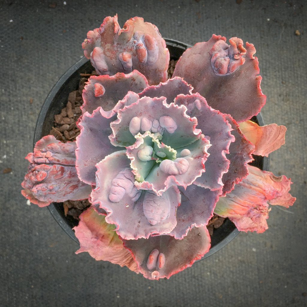 Echeveria 'Bumps' (Bump leaf ) – LET LOVE GROW (Succulent & Cactus)