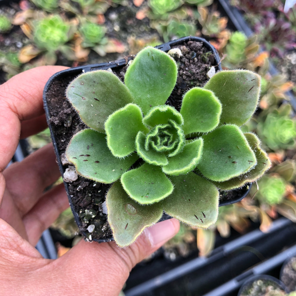 Aeonium smithii – LET LOVE GROW (Succulent & Cactus)