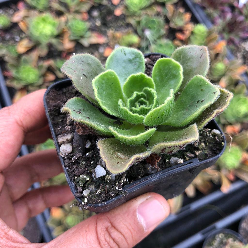 Aeonium smithii – LET LOVE GROW (Succulent & Cactus)