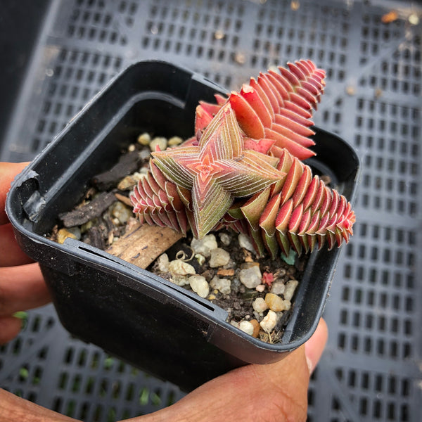 Crassula capitella ssp. thyrsiflora (The Pyramid Plant) – LET LOVE GROW ...