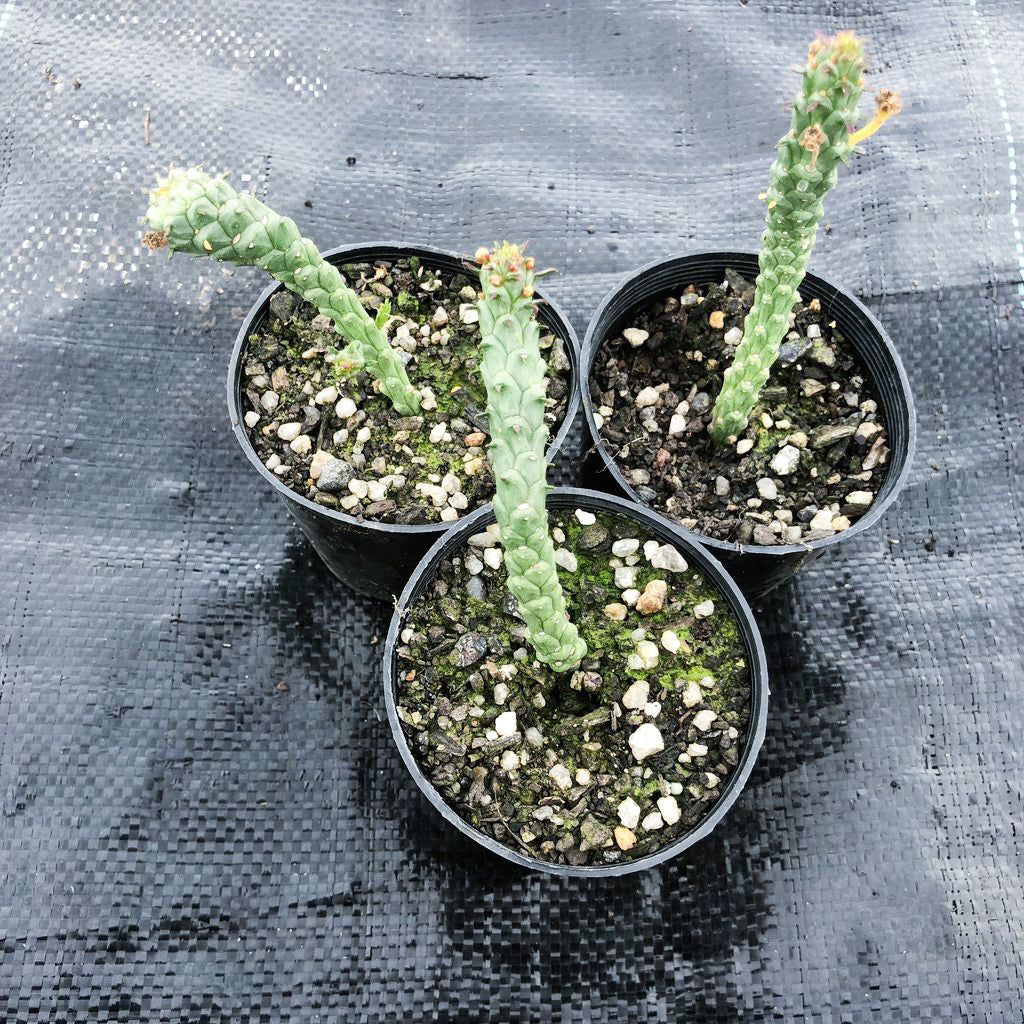 Euphorbia flanaganii (Medusa's Head)(SH) – LET LOVE GROW (Succulent ...