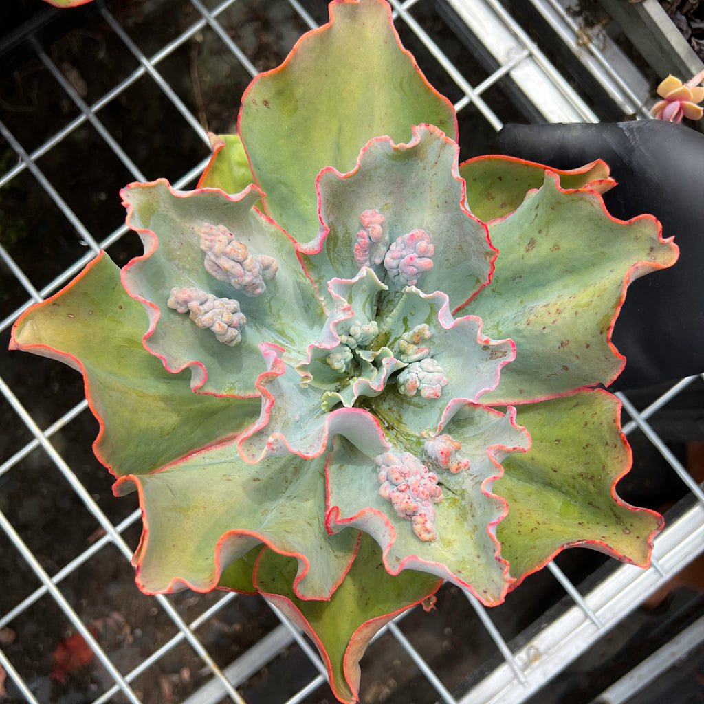 Echeveria 'Barbillion' (Young plant) – LET LOVE GROW (Succulent & Cactus)