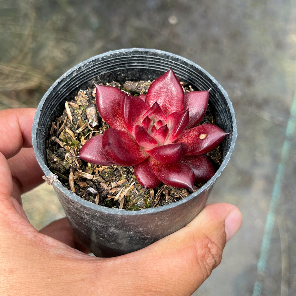 Echeveria agavoides 'Romeo Rubin' – LET LOVE GROW (Succulent & Cactus)