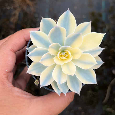 Variegated and Created Plants – LET LOVE GROW (Succulent & Cactus)