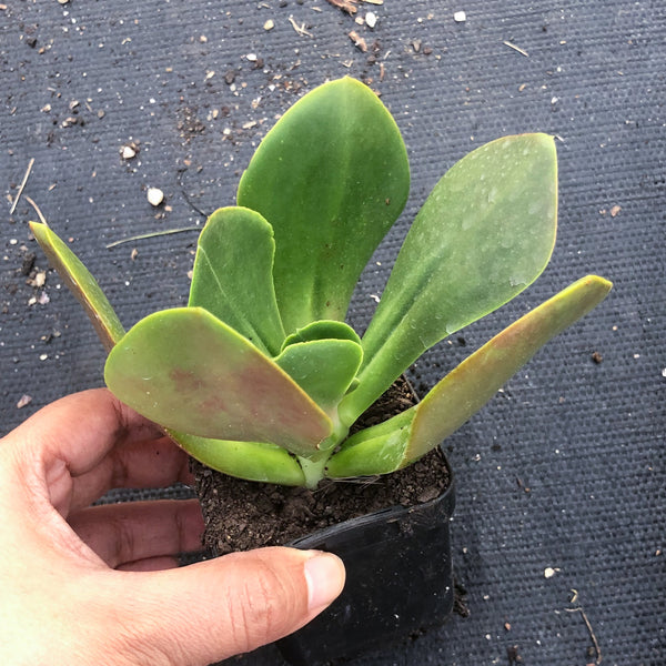 Echeveria 'Fireball' (1 x CUTTING) – LET LOVE GROW (Succulent & Cactus)