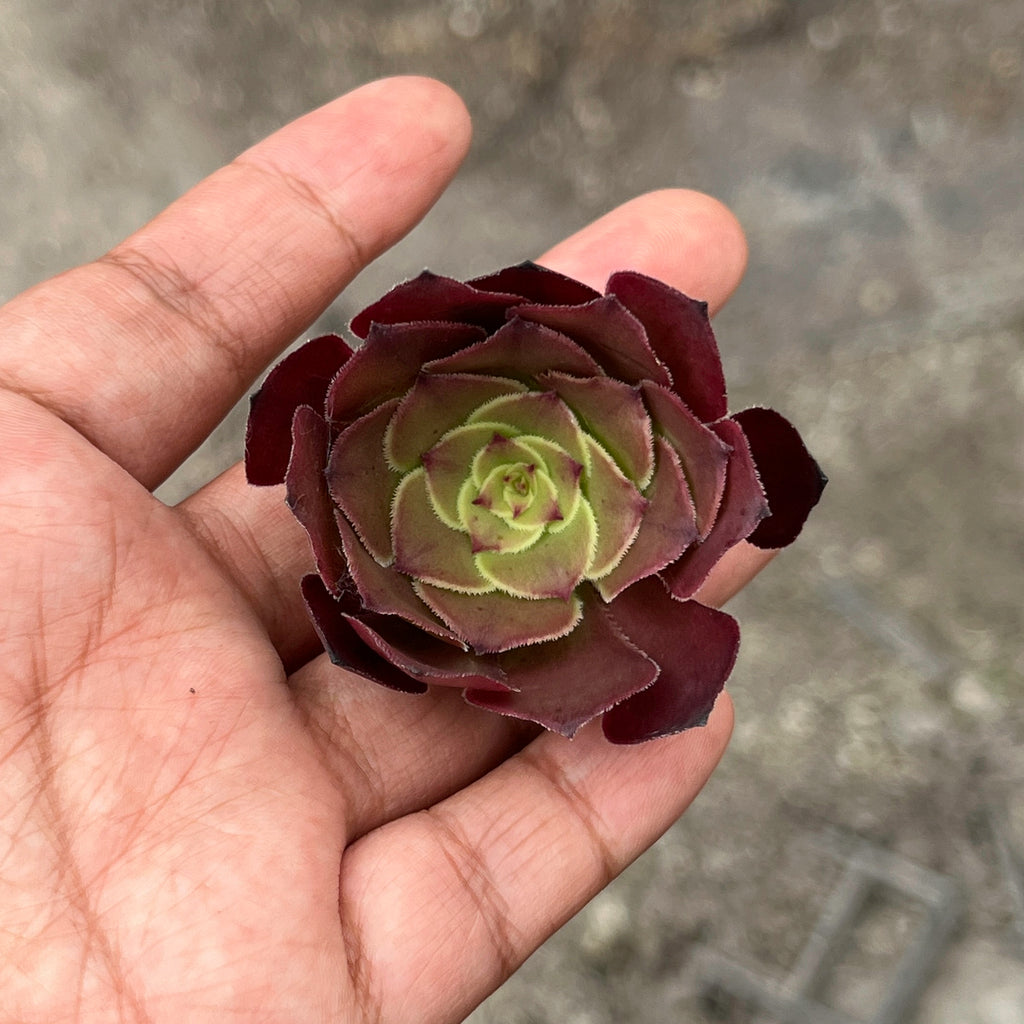 [20 CUTTINGS PACK] x Aeonium percarneum var. guiaense – LET LOVE GROW ...