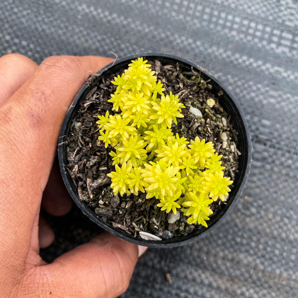 Sedum 'Tokyo Sun' – LET LOVE GROW (Succulent & Cactus)