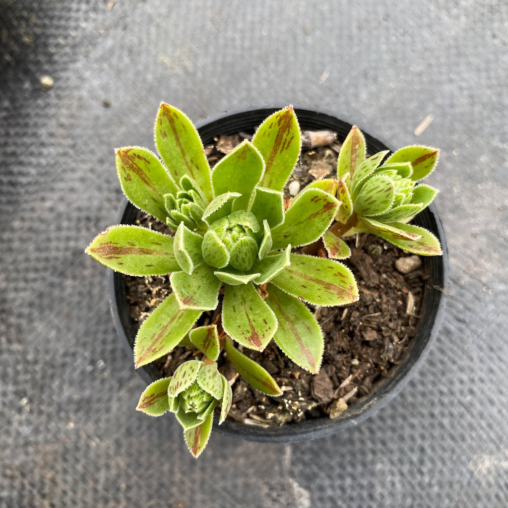 [20 CUTTINGS PACK] x Aeonium 'Simsii' – LET LOVE GROW (Succulent & Cactus)