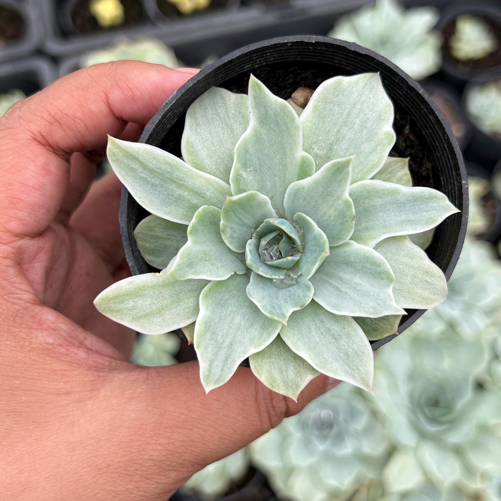 Echeveria Silver Queen Variegated – LET LOVE GROW (Succulent & Cactus)