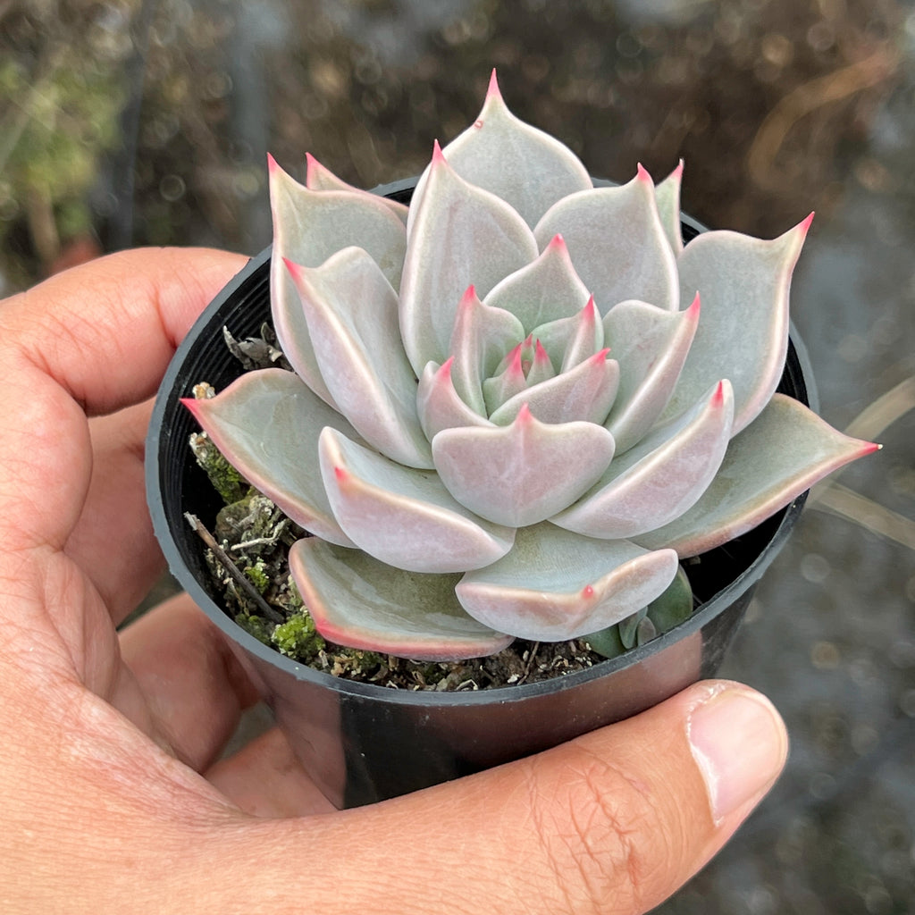 Echeveria 'Ppippi Saeu' - (aka. Ech. Pipi Prawn /Ech. Pipi Shrimp) - K ...