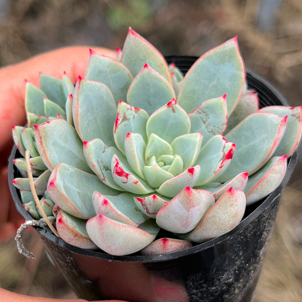 Echeveria 'Blood Swallow' | Korea Form – LET LOVE GROW (Succulent & Cactus)