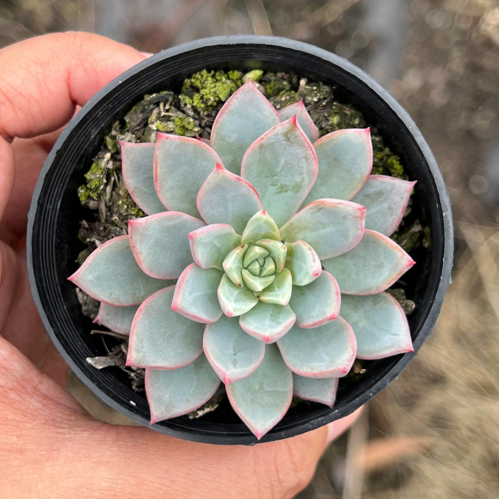Echeveria 'Blood Swallow' | Korea Form – LET LOVE GROW (Succulent & Cactus)