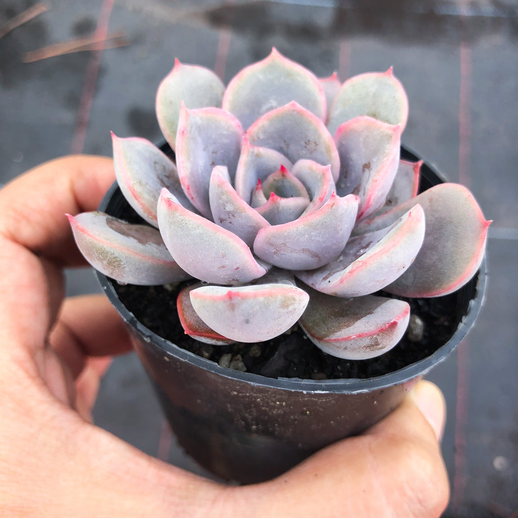 Echeveria 'Orion' – LET LOVE GROW (Succulent & Cactus)