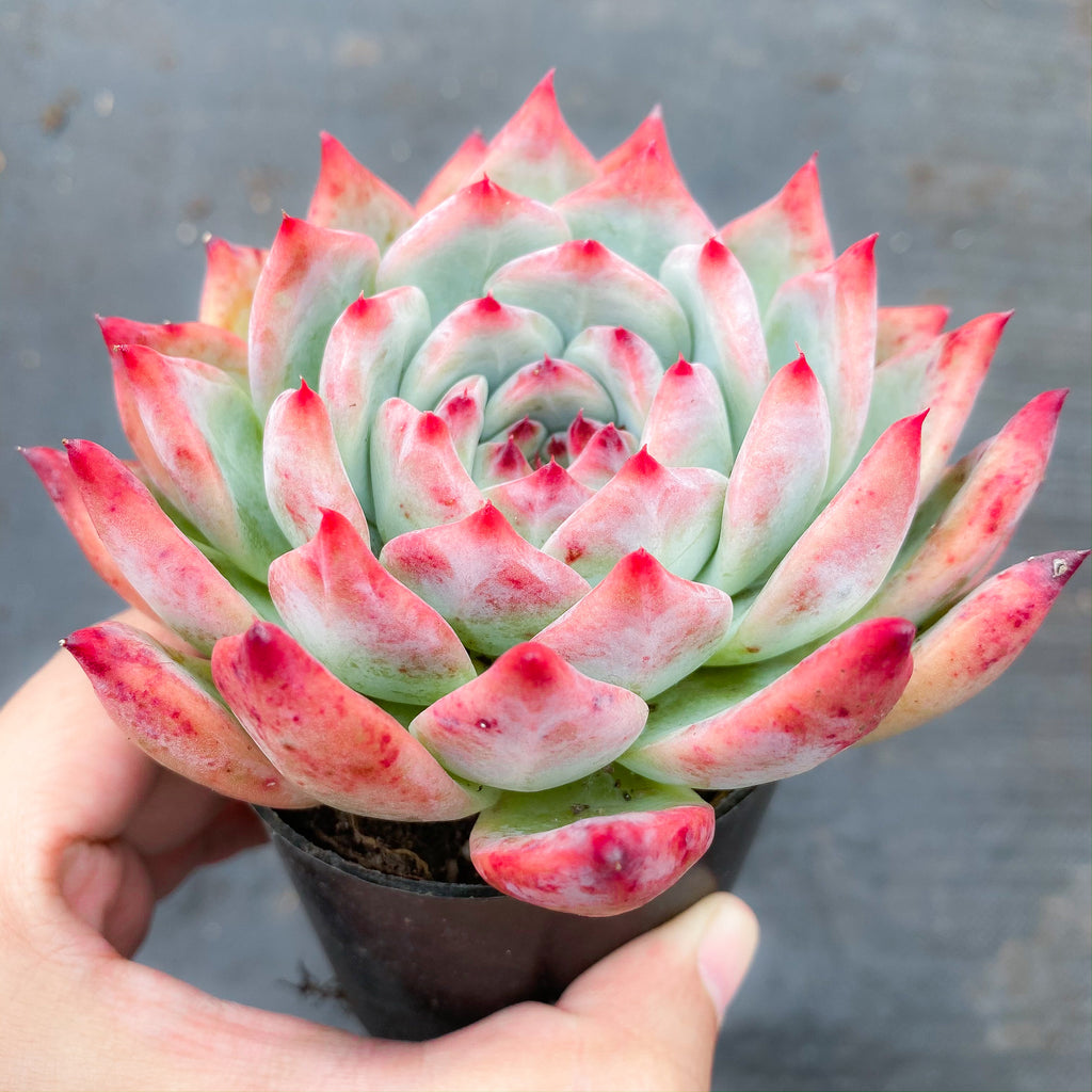 Echeveria colorata f. lindsayana – LET LOVE GROW (Succulent & Cactus)