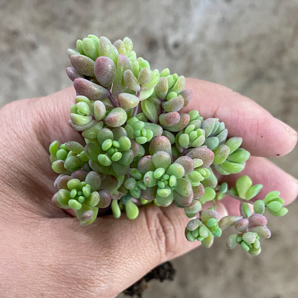 Sedum dasyphyllum 'Lilac Mound' – LET LOVE GROW (Succulent & Cactus)