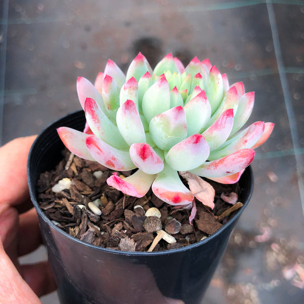 Sedeveria 'Blue Elf' – LET LOVE GROW (Succulent & Cactus)