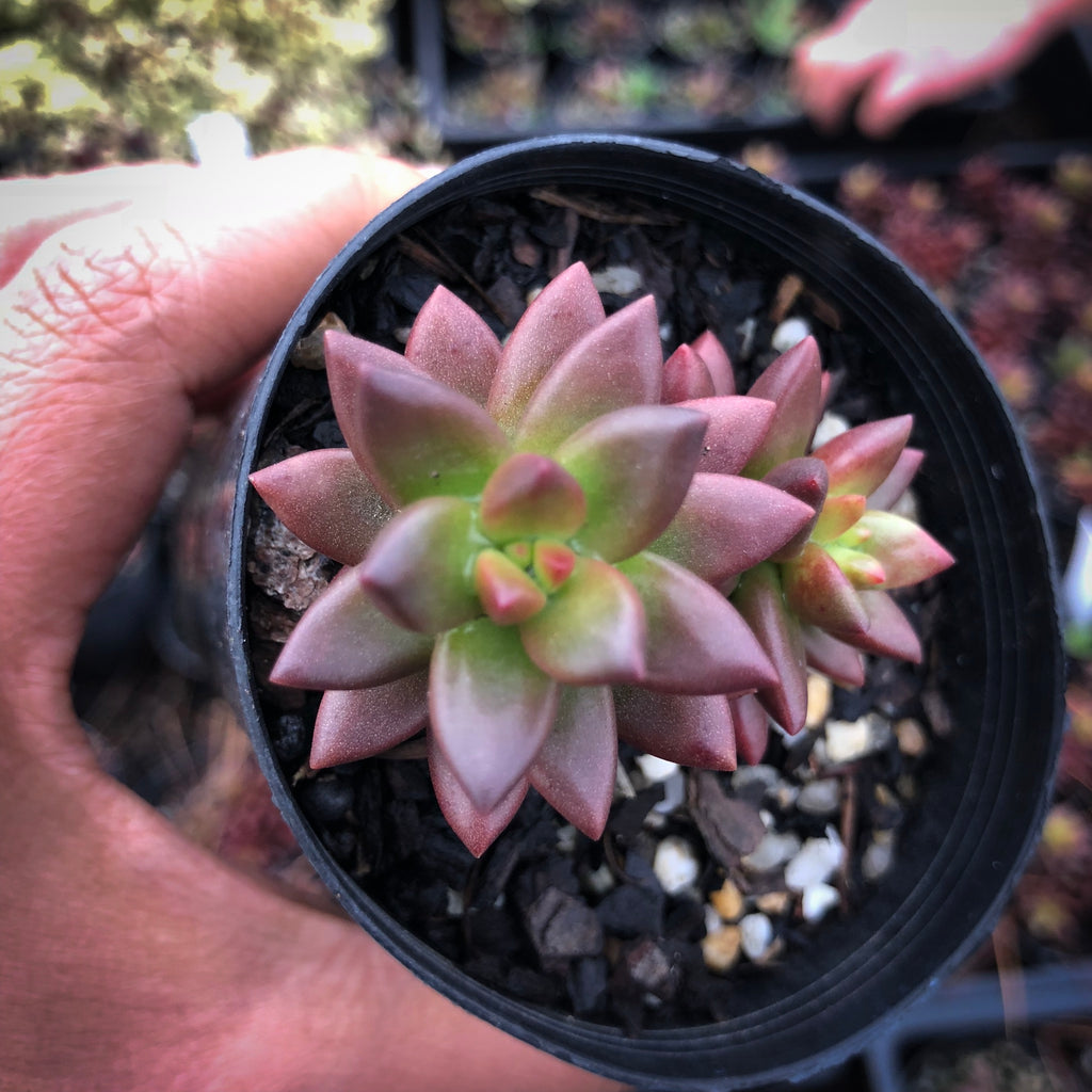 Sedeveria 'Jet Beads'(2HEADS) – LET LOVE GROW (Succulent & Cactus)