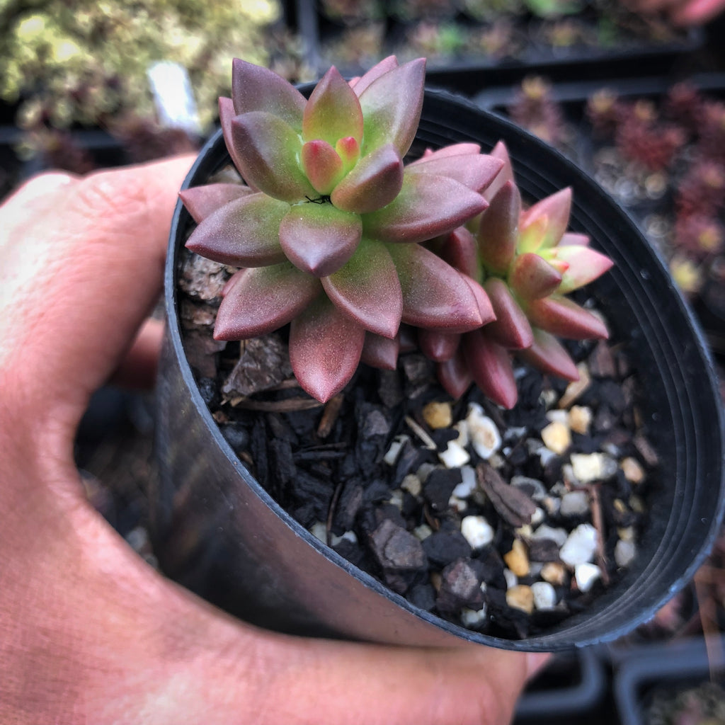 Sedeveria 'Jet Beads'(2HEADS) – LET LOVE GROW (Succulent & Cactus)