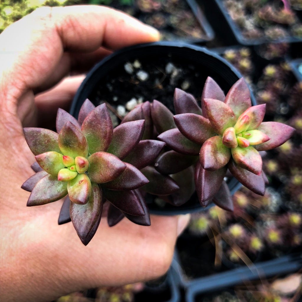 Sedeveria 'Jet Beads'(2HEADS) – LET LOVE GROW (Succulent & Cactus)