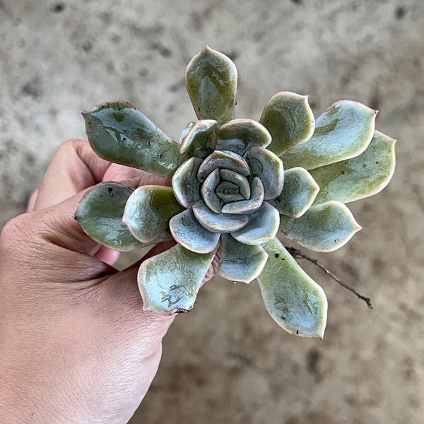 Echeveria 'Orion' – LET LOVE GROW (Succulent & Cactus)