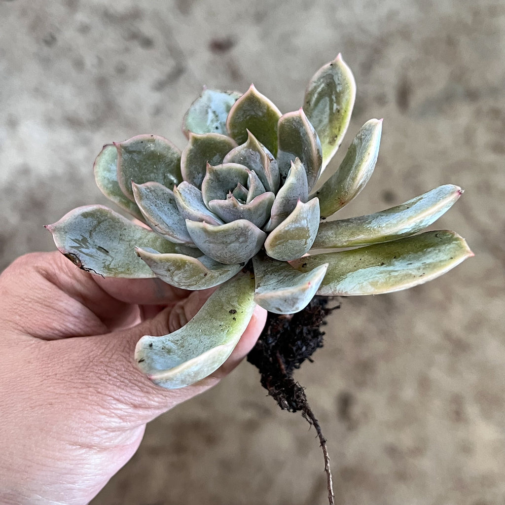 Echeveria 'Orion' – LET LOVE GROW (Succulent & Cactus)