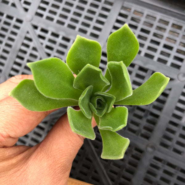 Aeonium 'Balsamiferum' (aka. Aeo. Goblin)(1x CUTTING) – LET LOVE GROW ...