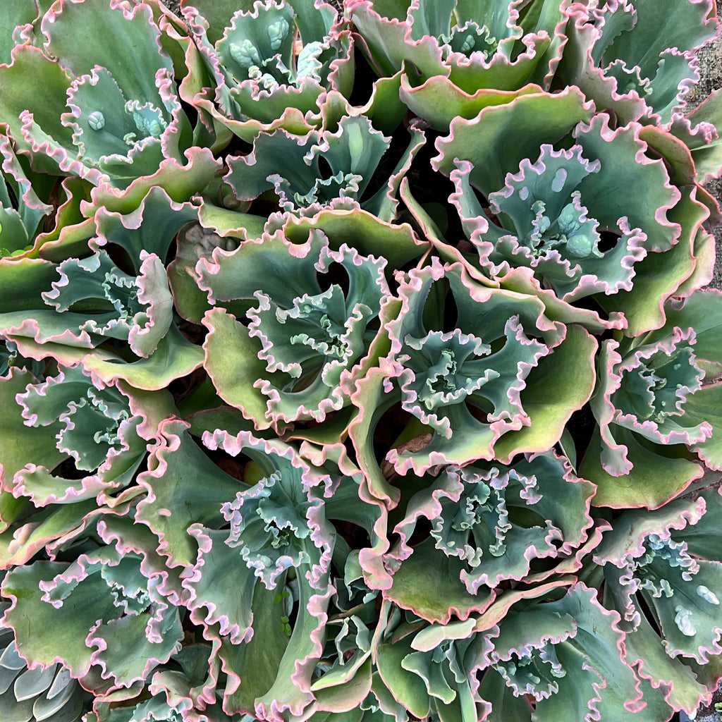 Echeveria 'Bumps' (Bump leaf ) – LET LOVE GROW (Succulent & Cactus)