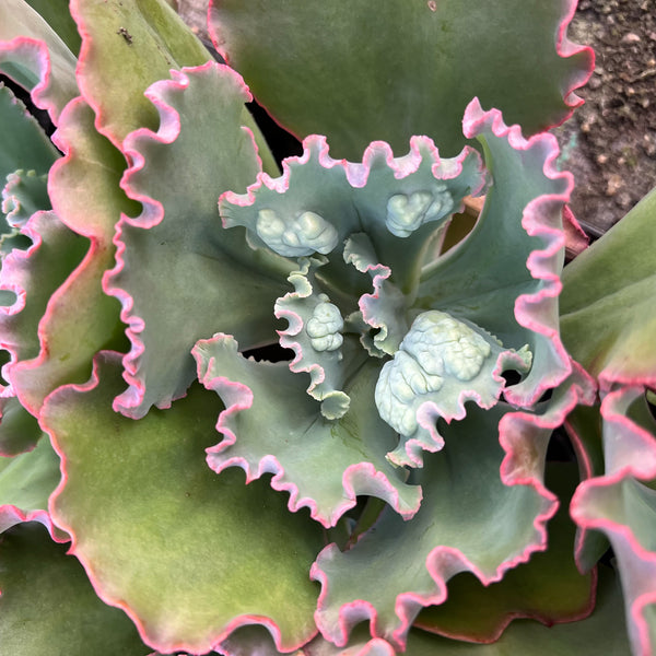 Echeveria 'Bumps' (Bump leaf ) – LET LOVE GROW (Succulent & Cactus)