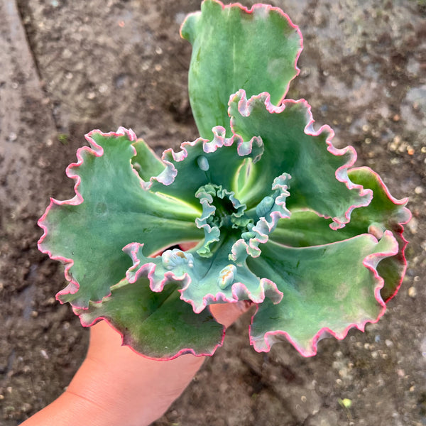 Echeveria 'Bumps' (Bump leaf ) – LET LOVE GROW (Succulent & Cactus)