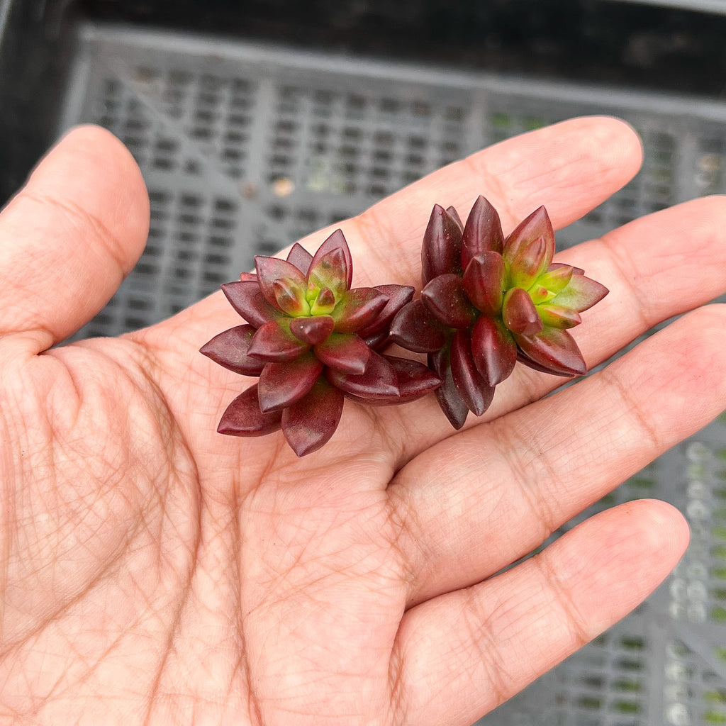 Sedeveria 'Jet Beads' (2 x CUTTING) – LET LOVE GROW (Succulent & Cactus)