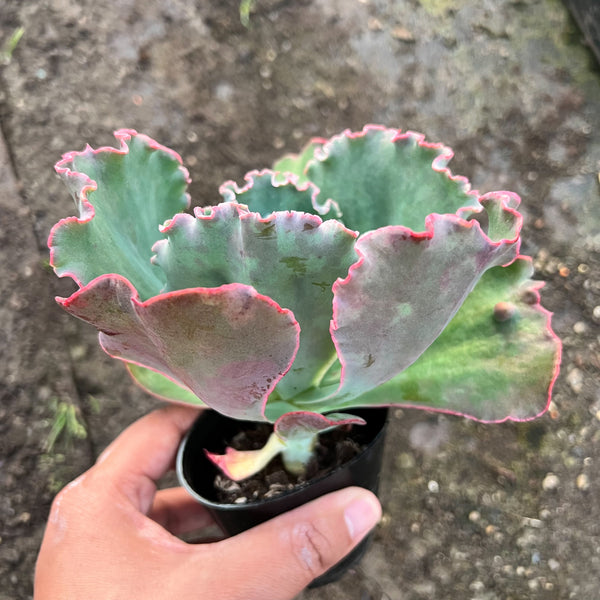 Echeveria 'Bumps' (Bump leaf ) – LET LOVE GROW (Succulent & Cactus)