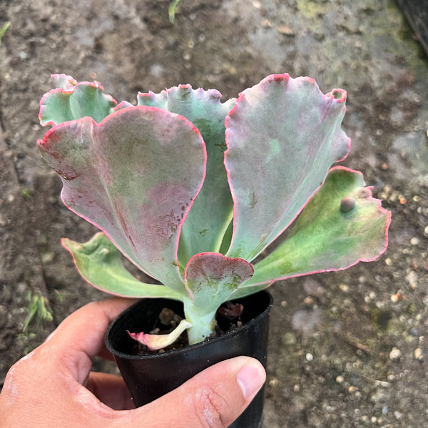 Echeveria 'Bumps' (Bump leaf ) – LET LOVE GROW (Succulent & Cactus)