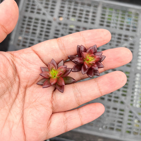 Sedeveria 'Jet Beads' (2 x CUTTING) – LET LOVE GROW (Succulent & Cactus)