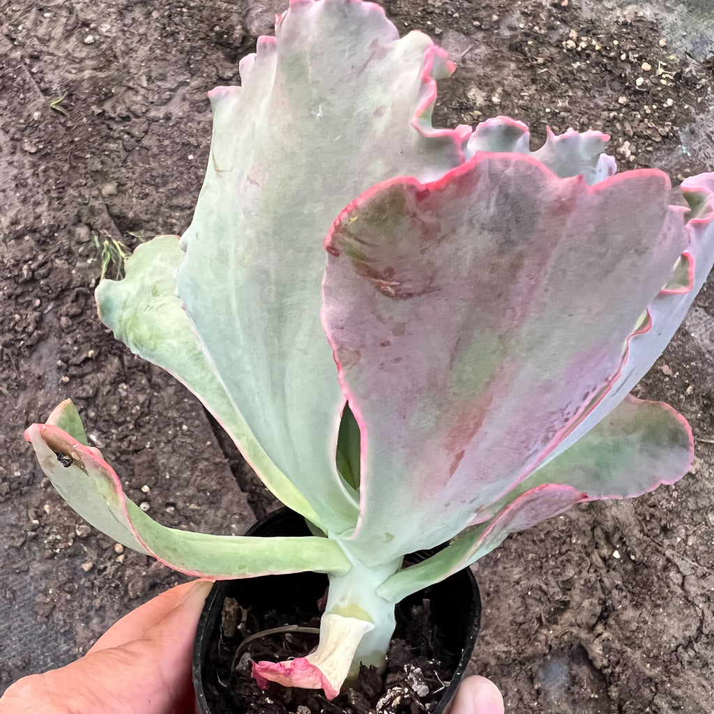 Echeveria 'Bumps' (Bump leaf ) – LET LOVE GROW (Succulent & Cactus)