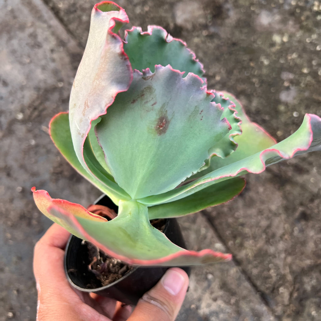 Echeveria 'Bumps' (Bump leaf ) – LET LOVE GROW (Succulent & Cactus)