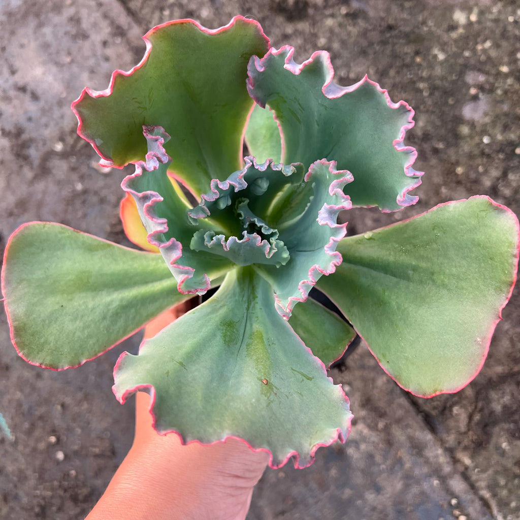 Echeveria 'Bumps' (Bump leaf ) – LET LOVE GROW (Succulent & Cactus)